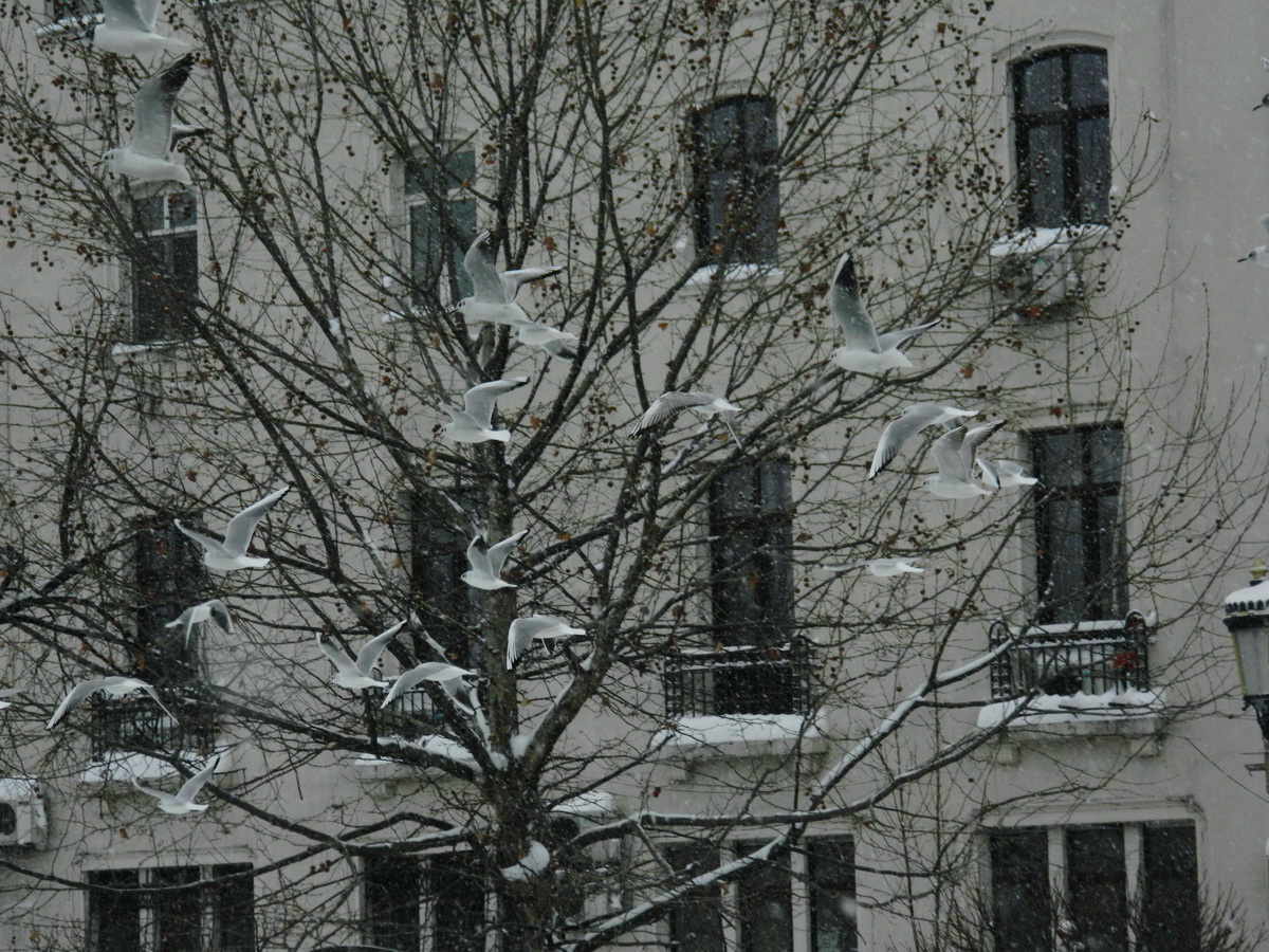 LA MULTI ANI, ROMANIA!: Pasari la raul inghetat