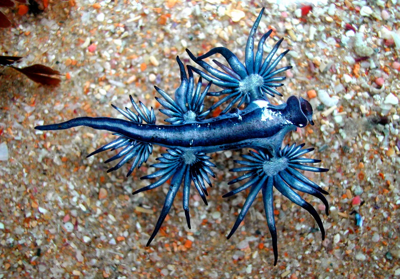 Admirável Biologia: Glaucus atlanticus