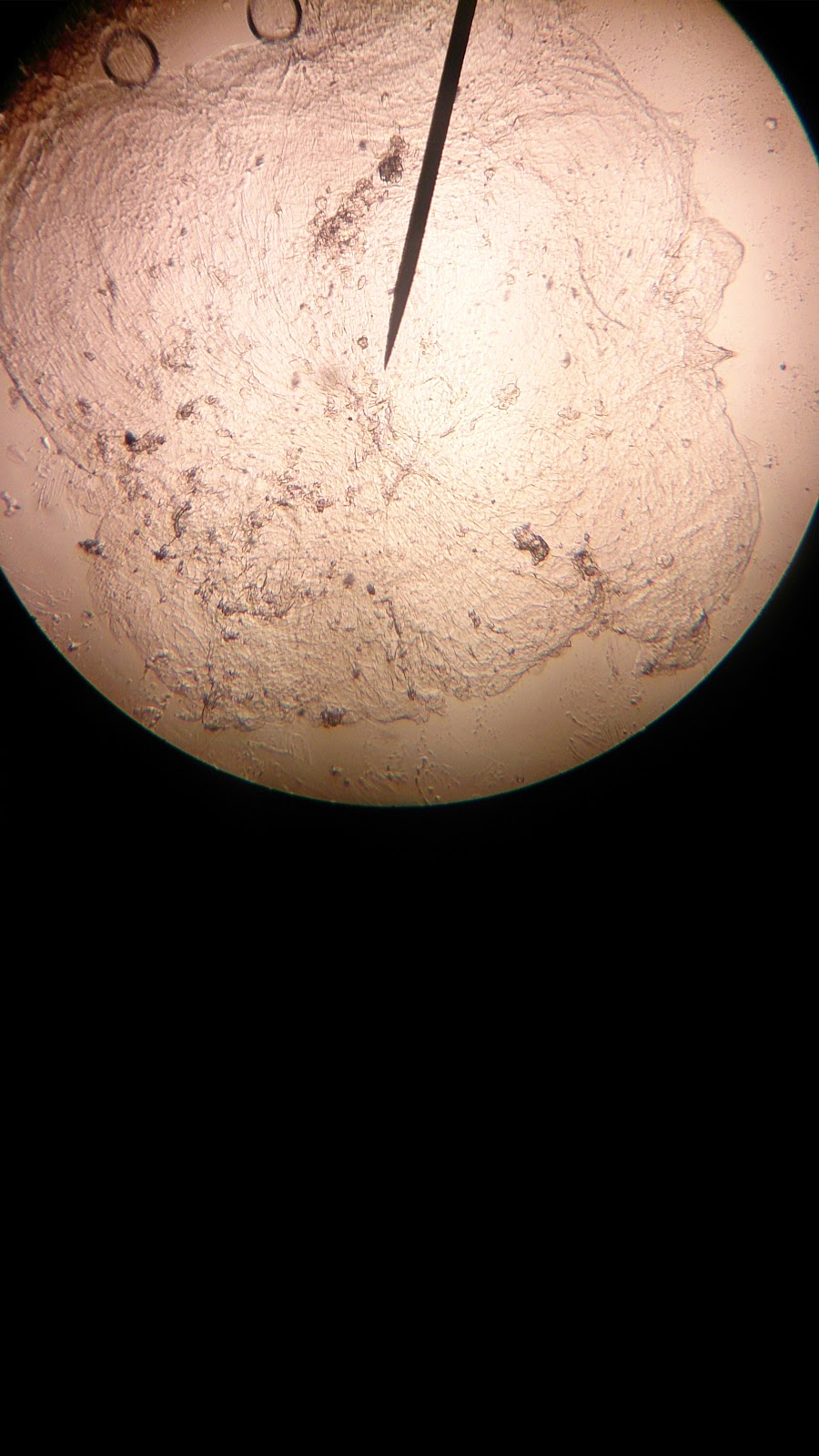 LAPORAN PENGAMATAN SEL BAWANG, SEL BATANG SINGKONG DAN SEL EPITEL EF