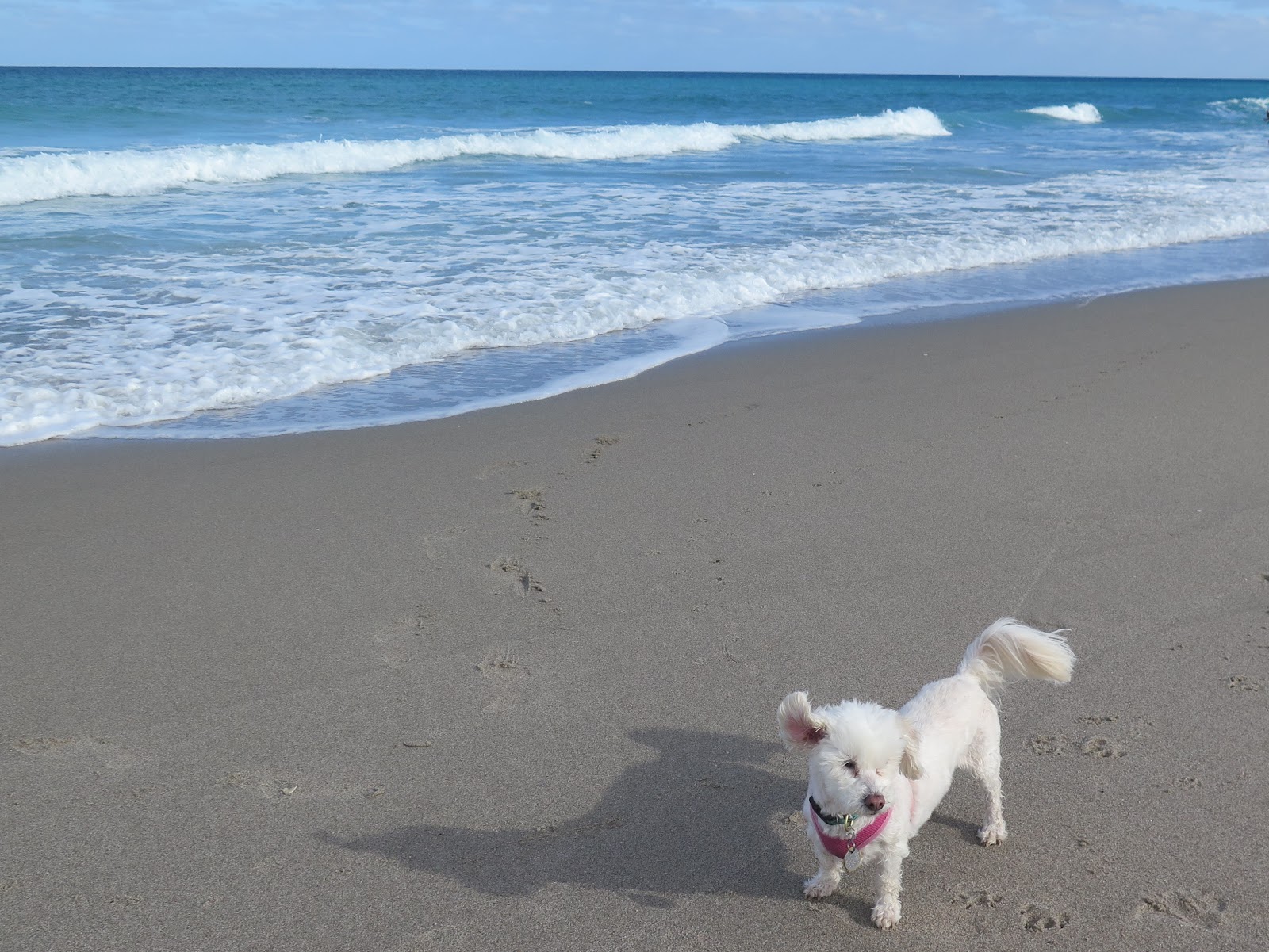 Dogs Luv Us and We Luv Them: SNOW DOGS OR BEACH DOGS?