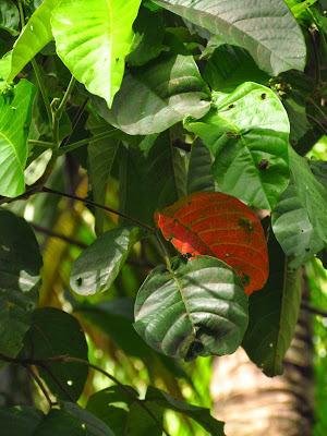 1784: Philippine Tree of the Month: Santol