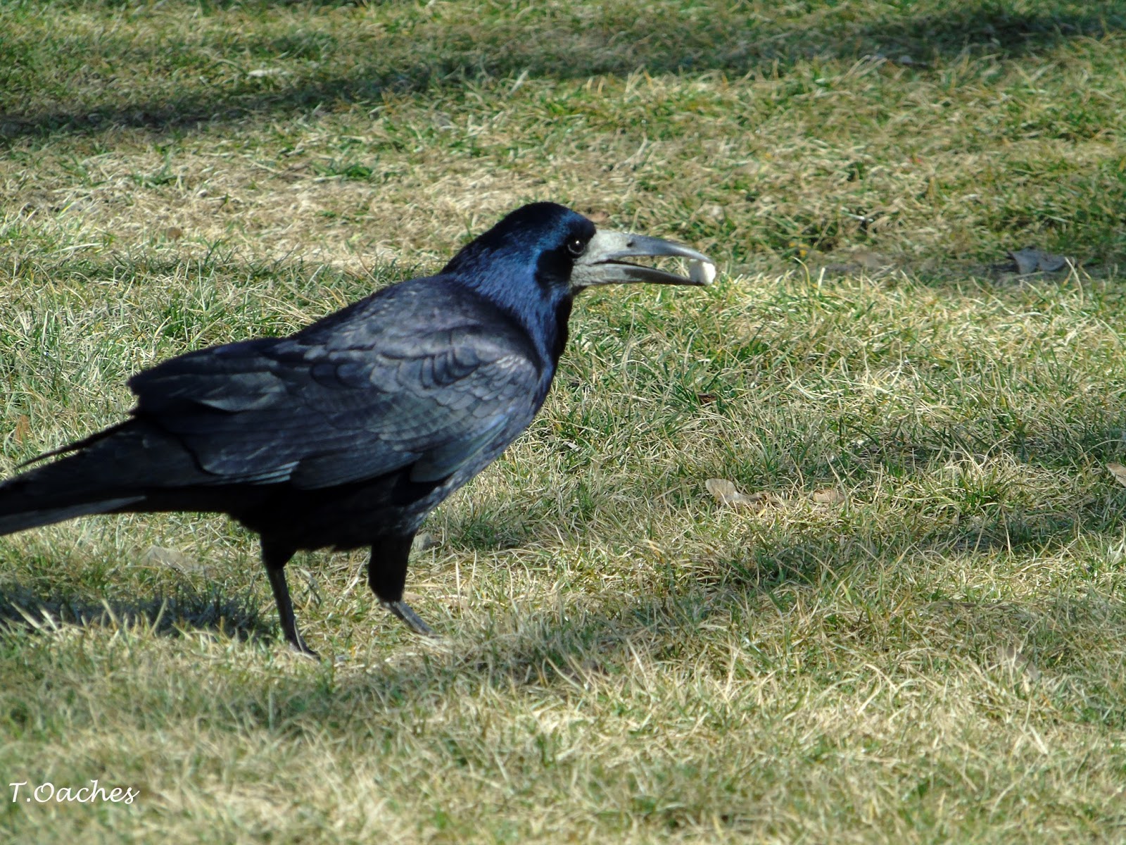 PASARI DIN ROMANIA: CIOARA DE SEMANATURA, Corvus frugilegus