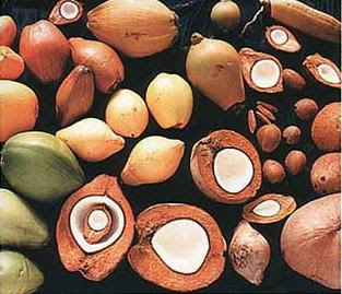 Gastronomía a Libreta Abierta, [=I=]: Coco