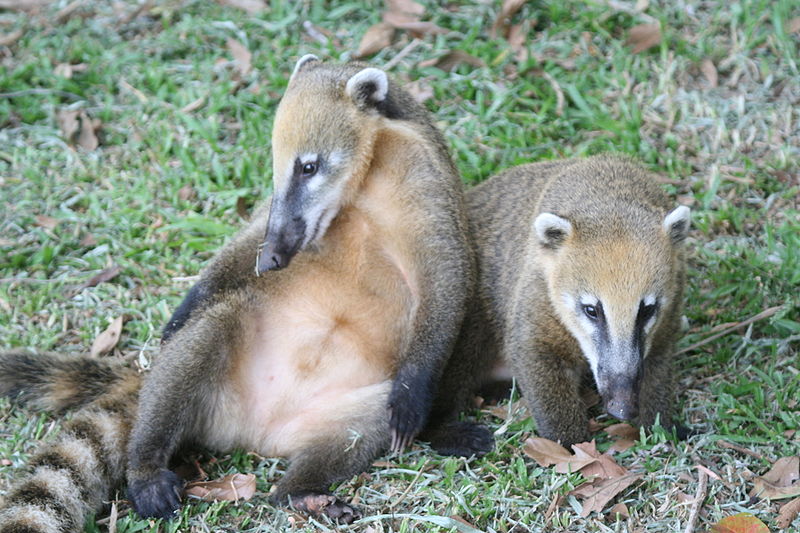 Coati