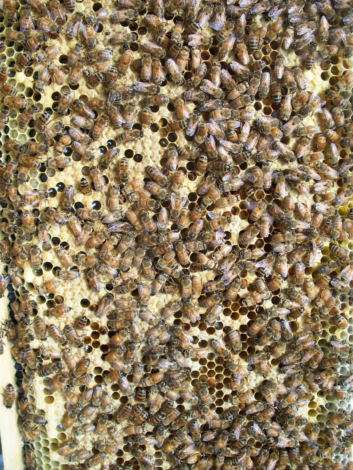 To Bee in The Heights: Stinky Sugar Syrup: Moonshine Bees?
