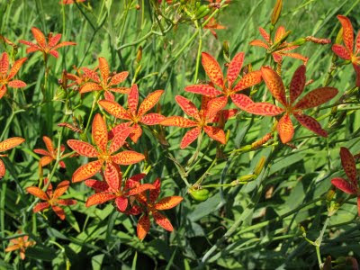 World of Irises: Summer Iris