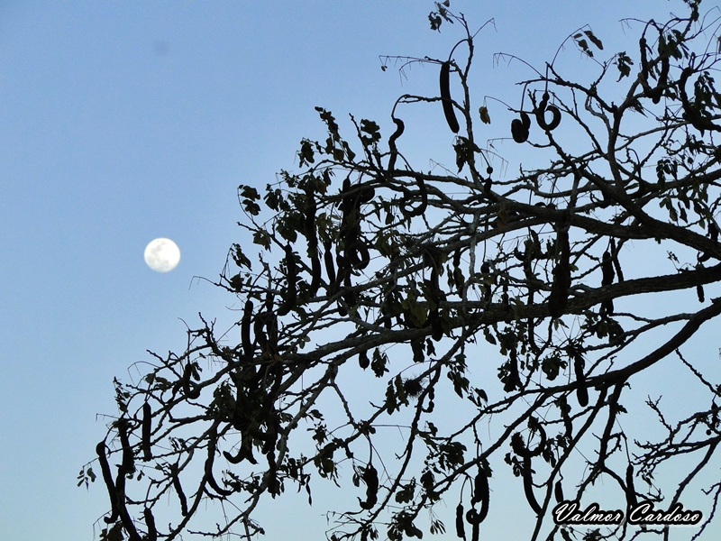 FOTOS E CIA: LUAR DO MEU SERTÃO