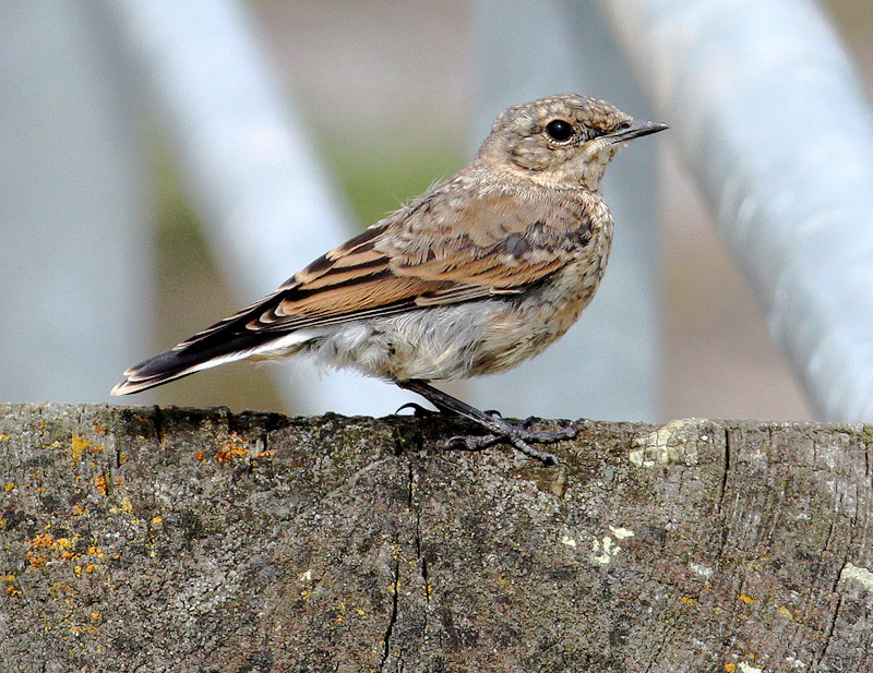 Another Bird Blog: Early Autumn