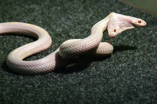Snakes: Two headed Snakes