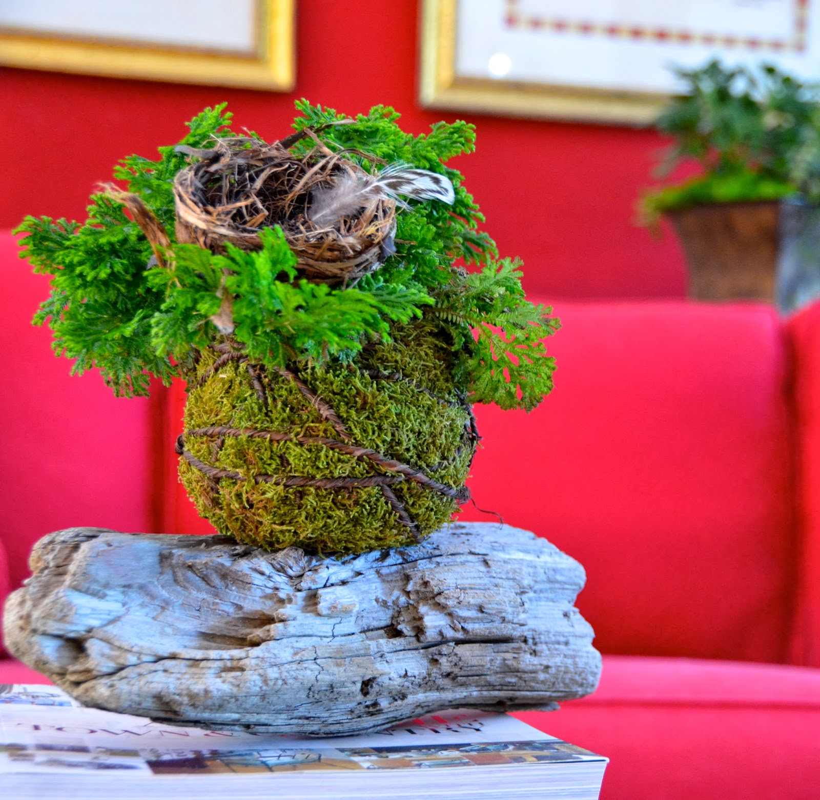 designing forty four: Crazy for Kokedama