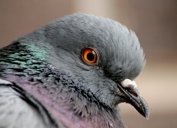 Bellas Aves de El Salvador: Columba livia (paloma de castilla - rock ...