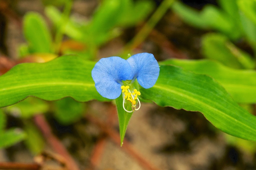Flora de Puerto Rico Ilustrada Papo Vives: COMMELINACEAE-COMMELINA ...