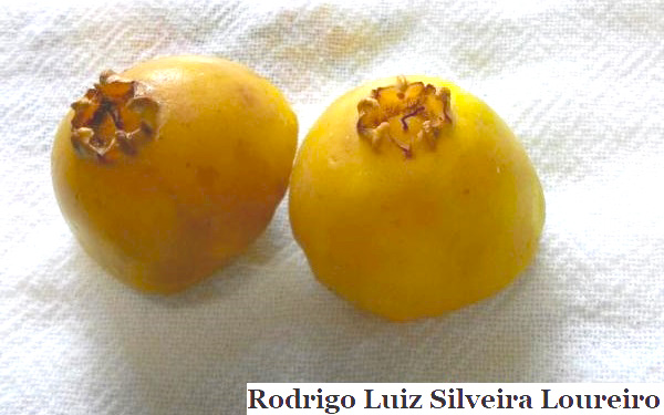 Viveiro Ciprest - Plantas Nativas e Exóticas: Cambuci Amarelo ...