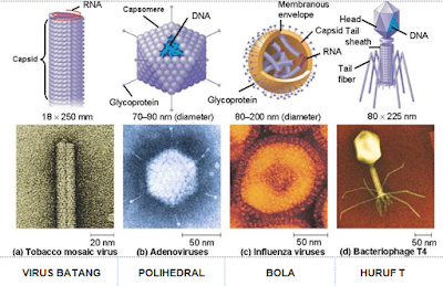 VIRUS - ILMU BIOLOGI