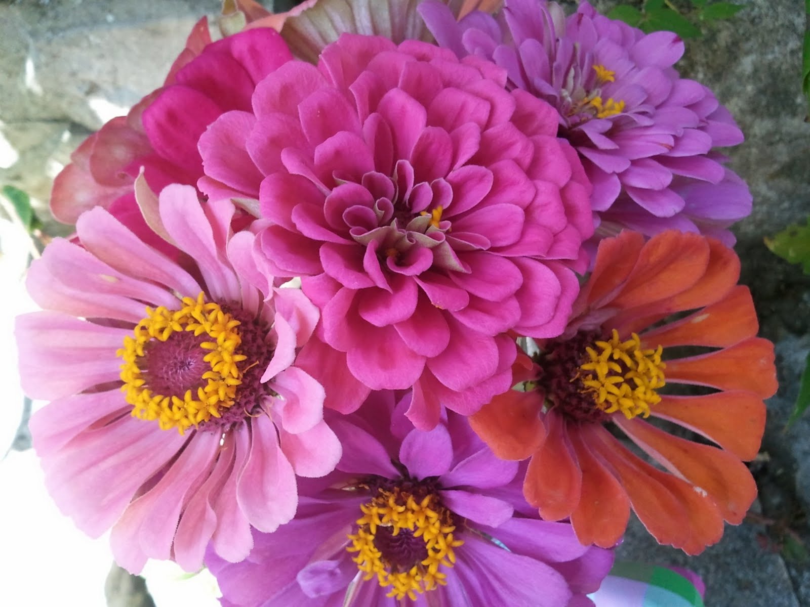 Beautiful Occupations: Zenia Flowers