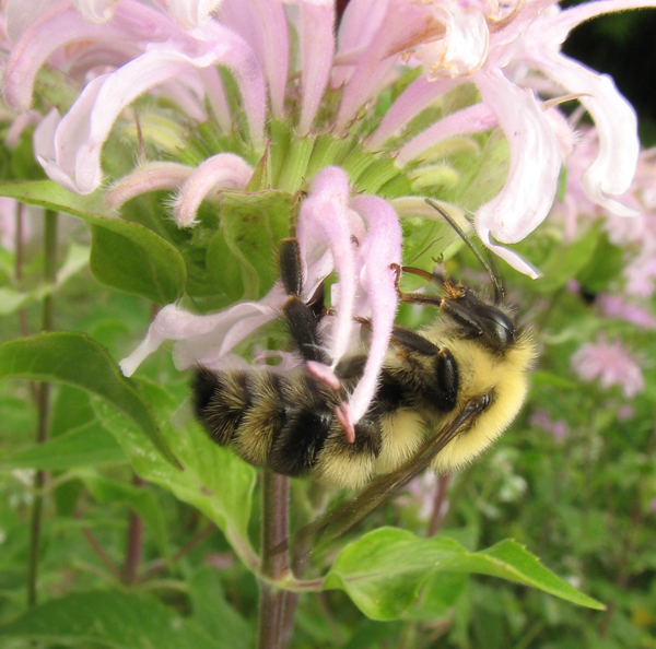BeautifulNativePlants: Bumble Bees: Panda Bears of the Insect World