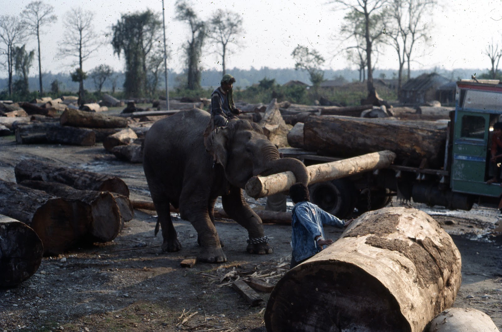 Bame Duniya: Deforestation in the North East of India