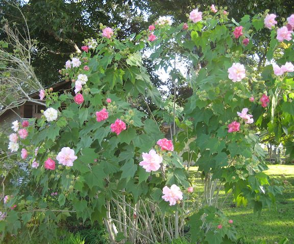 stuff from ellen's head: confederate rose in bloom