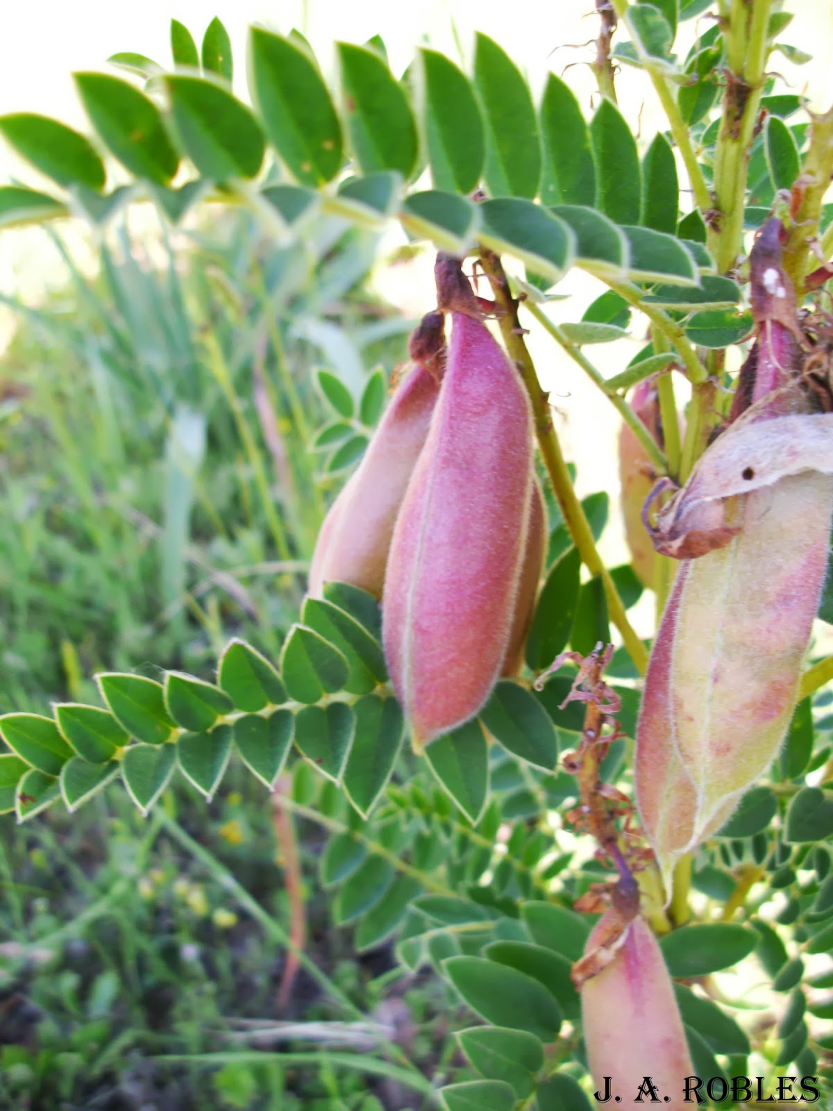 Silencio verde, la vida...: Erophaca baetica = Astragalus lusitanicus ...