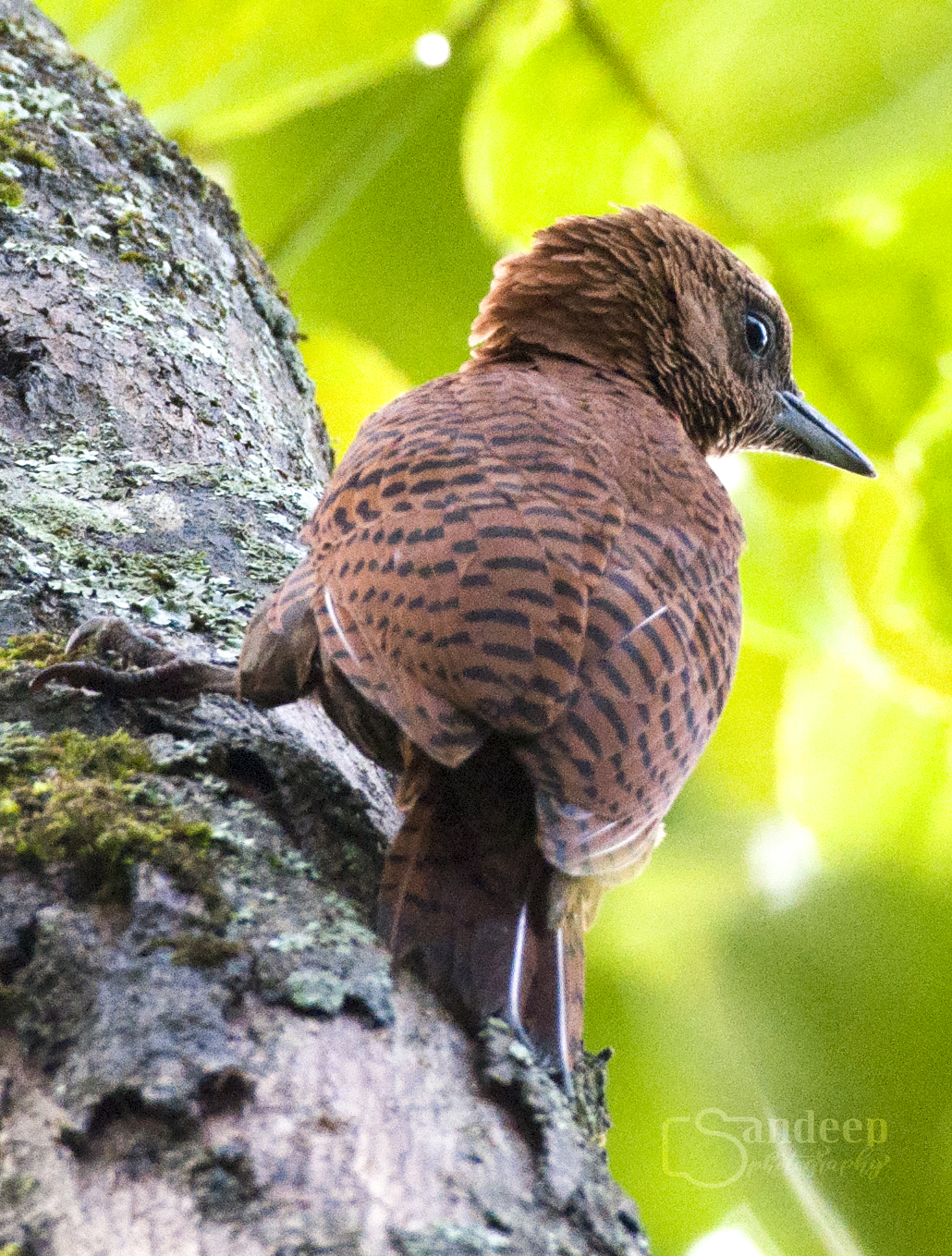 SHARING OPINION: BIRDS OF ARITAR & SIKKIM