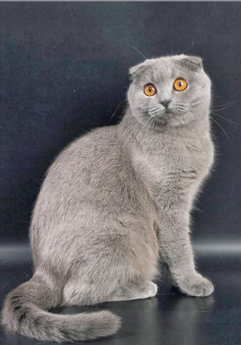 Thế giới loài mèo: Scottish Fold tai cụp (Phần 1) | Yêu mèo