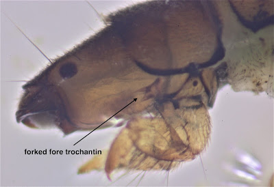 Aquatic Insects of Central Virginia: The Freeliving Caddisfly ...