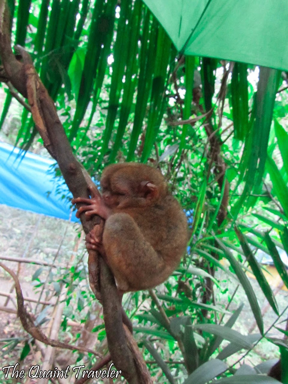 Tarsier Sleeping