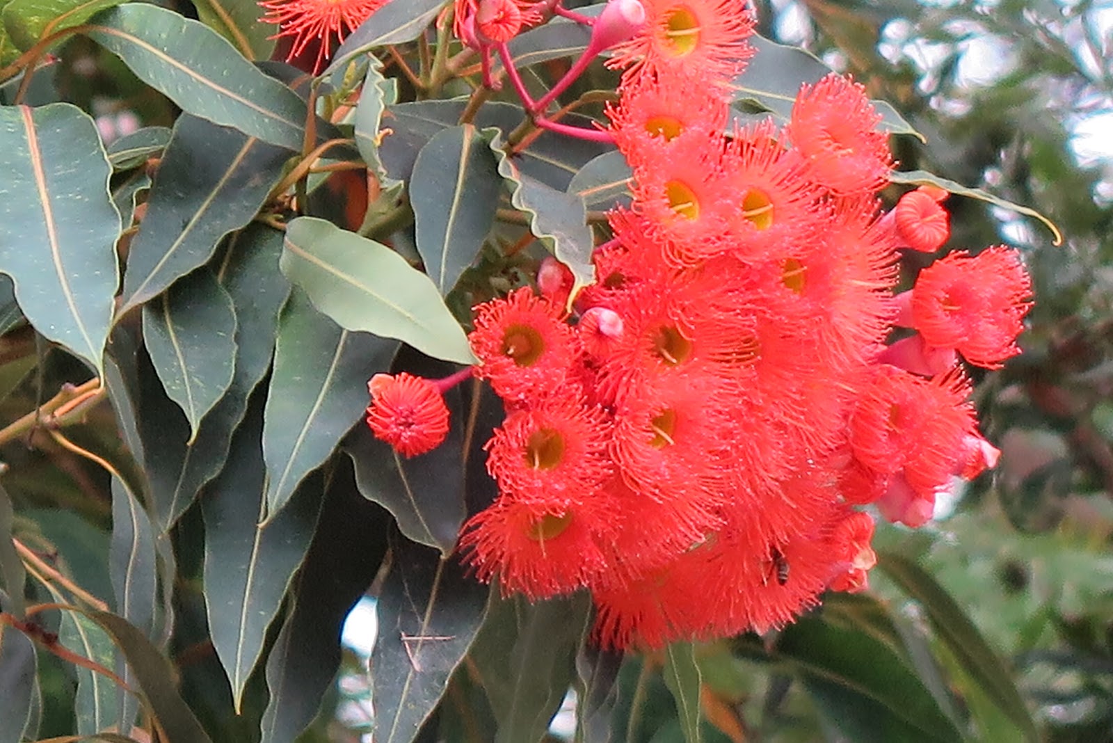 MORNINGTON PENINSULA DAILY: it's the season for the red flowering gum...
