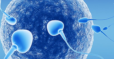 LA REPRODUCTION ~ COURS de la pharmacie