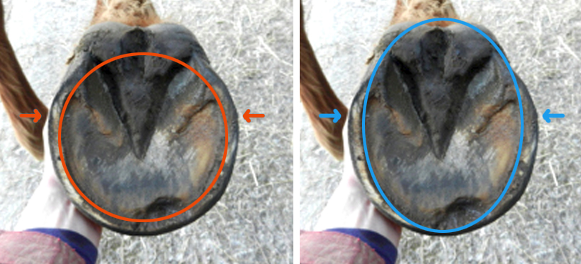 Paardenhoeveninfo: Hoefhelp: Cassie