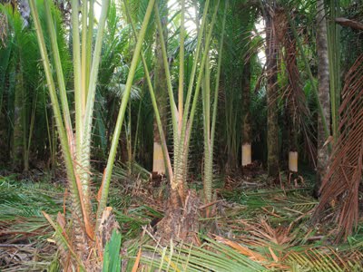 13 PERTANIAN: Teknik Budidaya Sagu