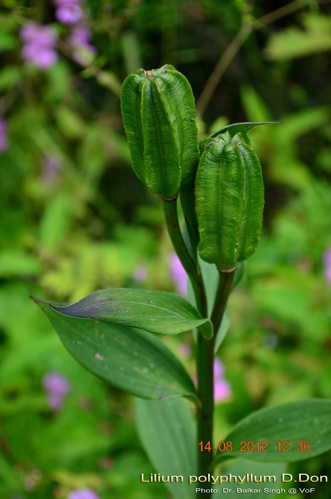 Medicinal Plants: Lilium polyphyllum Kakoli