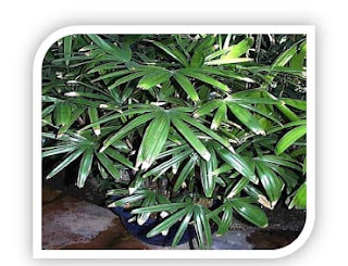 Bari Flora's: POHON PALEM (PALM)