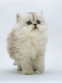 Tips Bagaimana Merawat Kucing: Animasi Bergerak Kucing