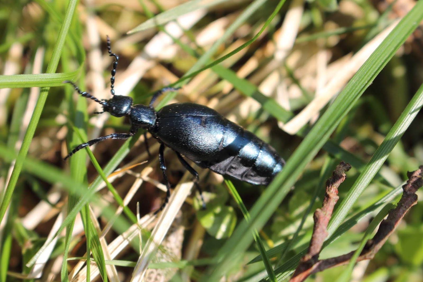 Valley Naturalist: Violet Oil Beetles