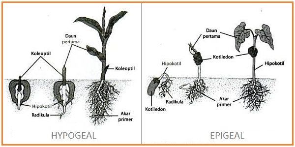 FAKTOR PERTUMBUHAN TANAMAN - Biology Page