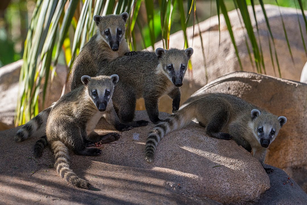 Abe's Animals: Cozumel coati pictures