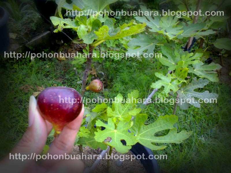 pohon ara: Pohon ara