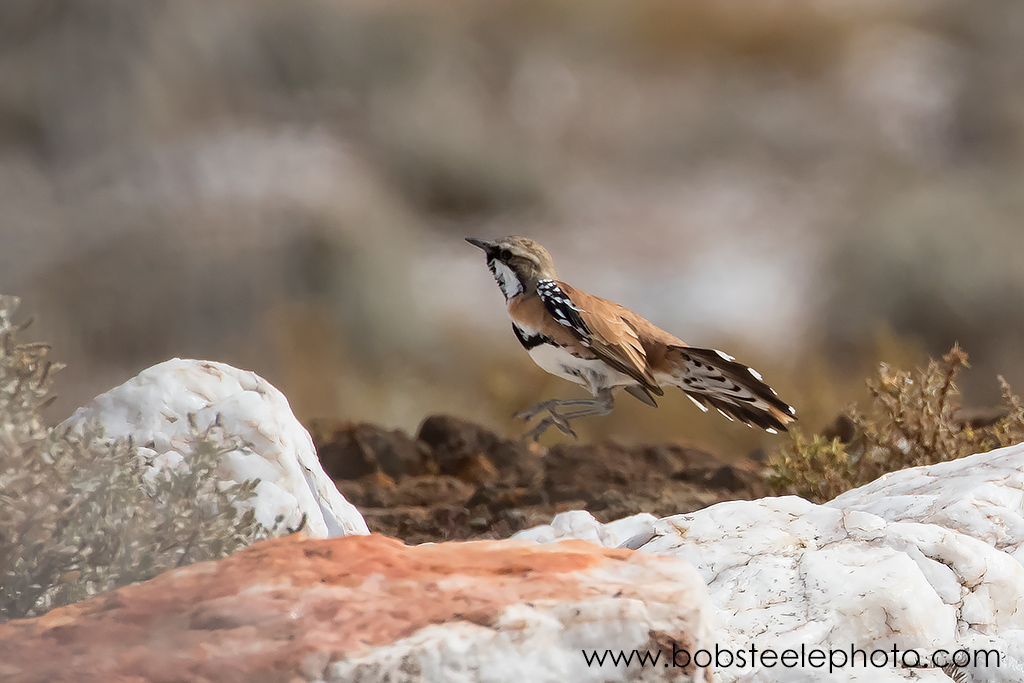 Binoculars in the Backcountry: Birding the Outback Desert