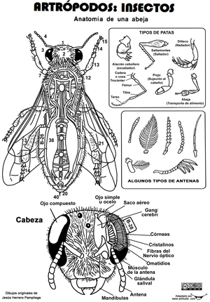 El arte de enseñar: Recortables anatomía de animales
