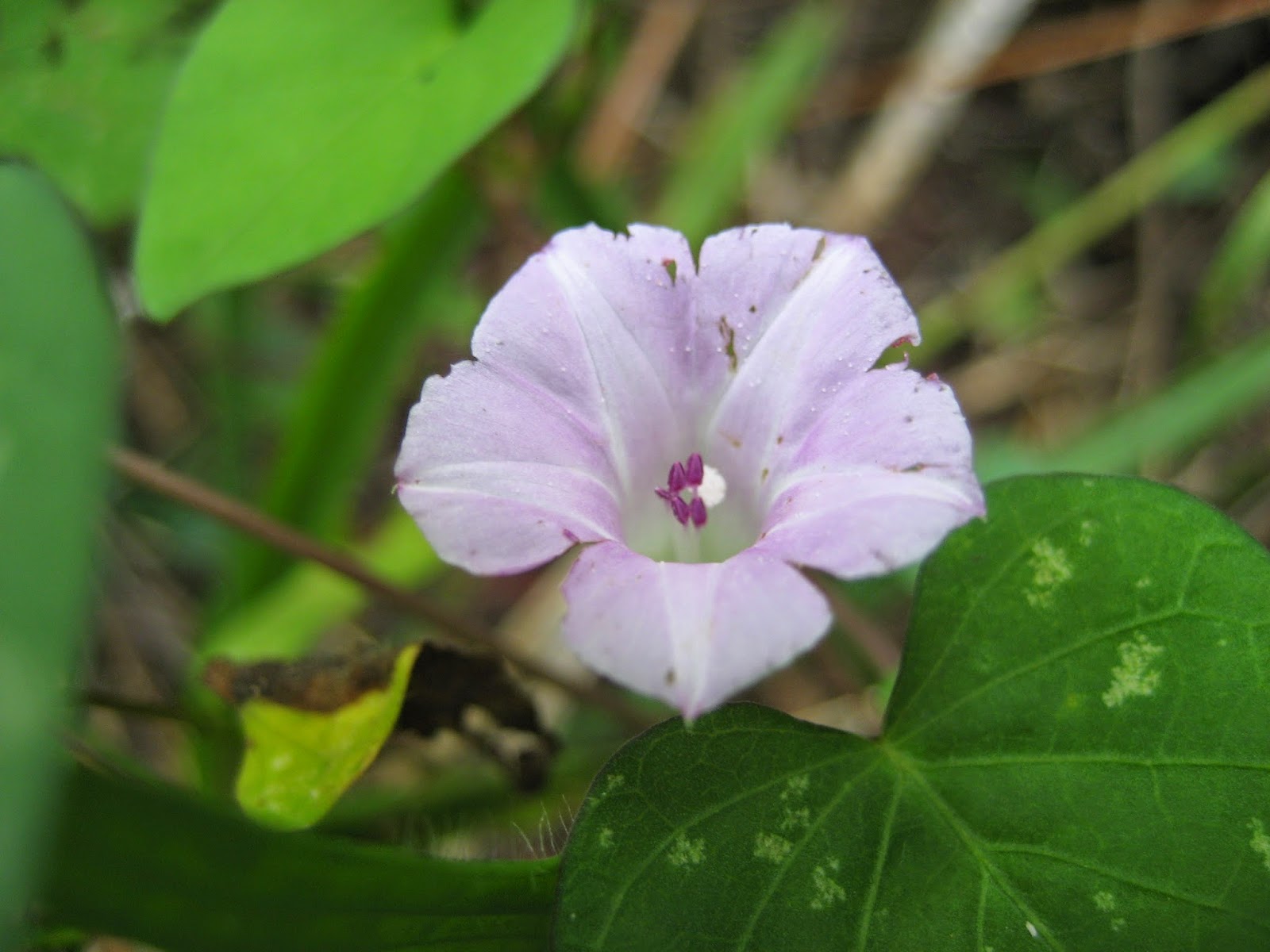 Discovering His Creation: Small White Morning Glory - Whitestar Potato ...