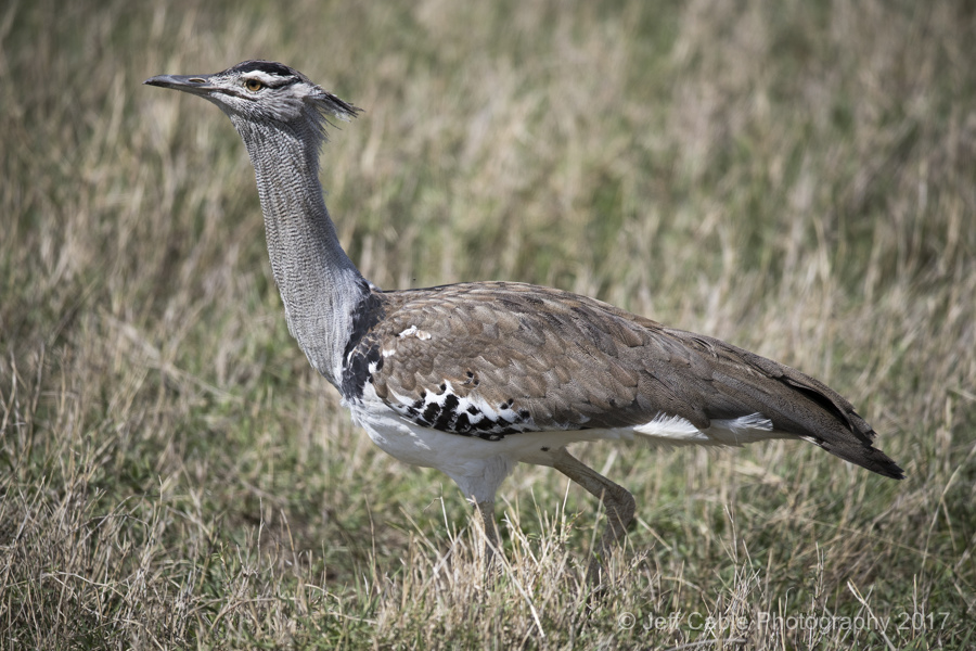 Jeff Cable's Blog: Our African Safari - Day Two (Zebras, Lions, and more)