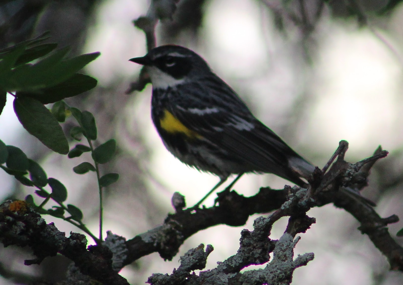 Tommy D's Birding Expeditions: Wisconsin Warblers