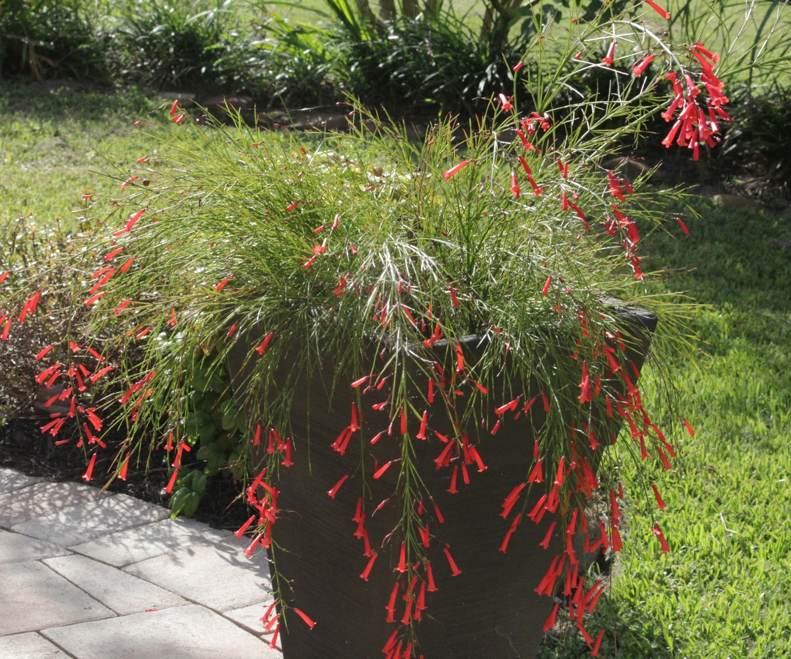 Silent Saturday: July 4th firecracker (fern)