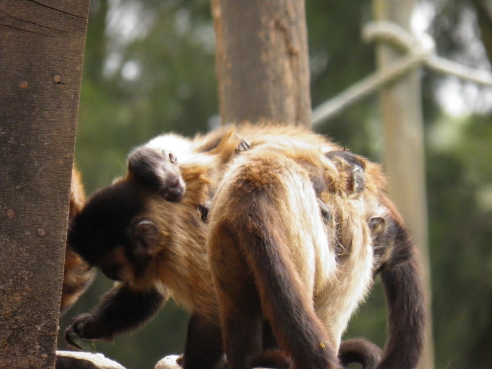OS SACA-RABOS: A nossa visita ao Zoo de Lagos - TURMA C