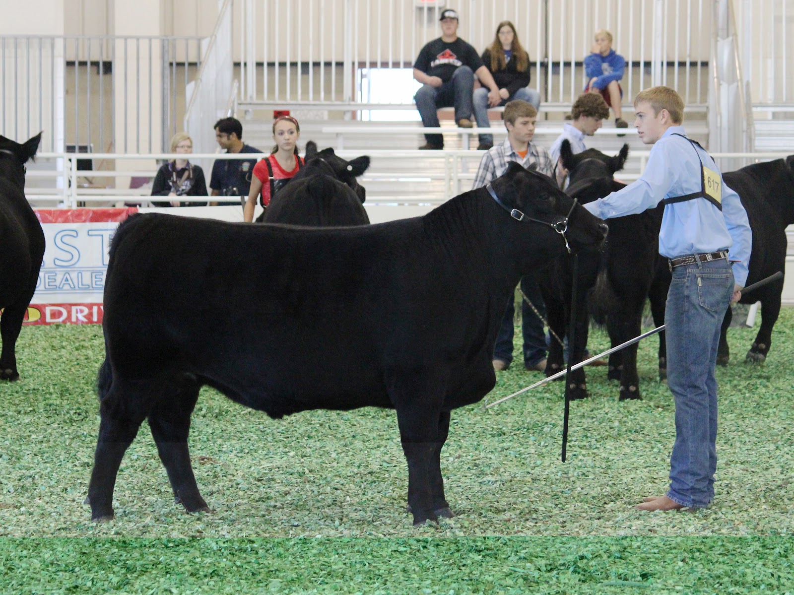 Executive Sires, Inc.: 2012 Kansas State Fair - Champion Angus Steers ...