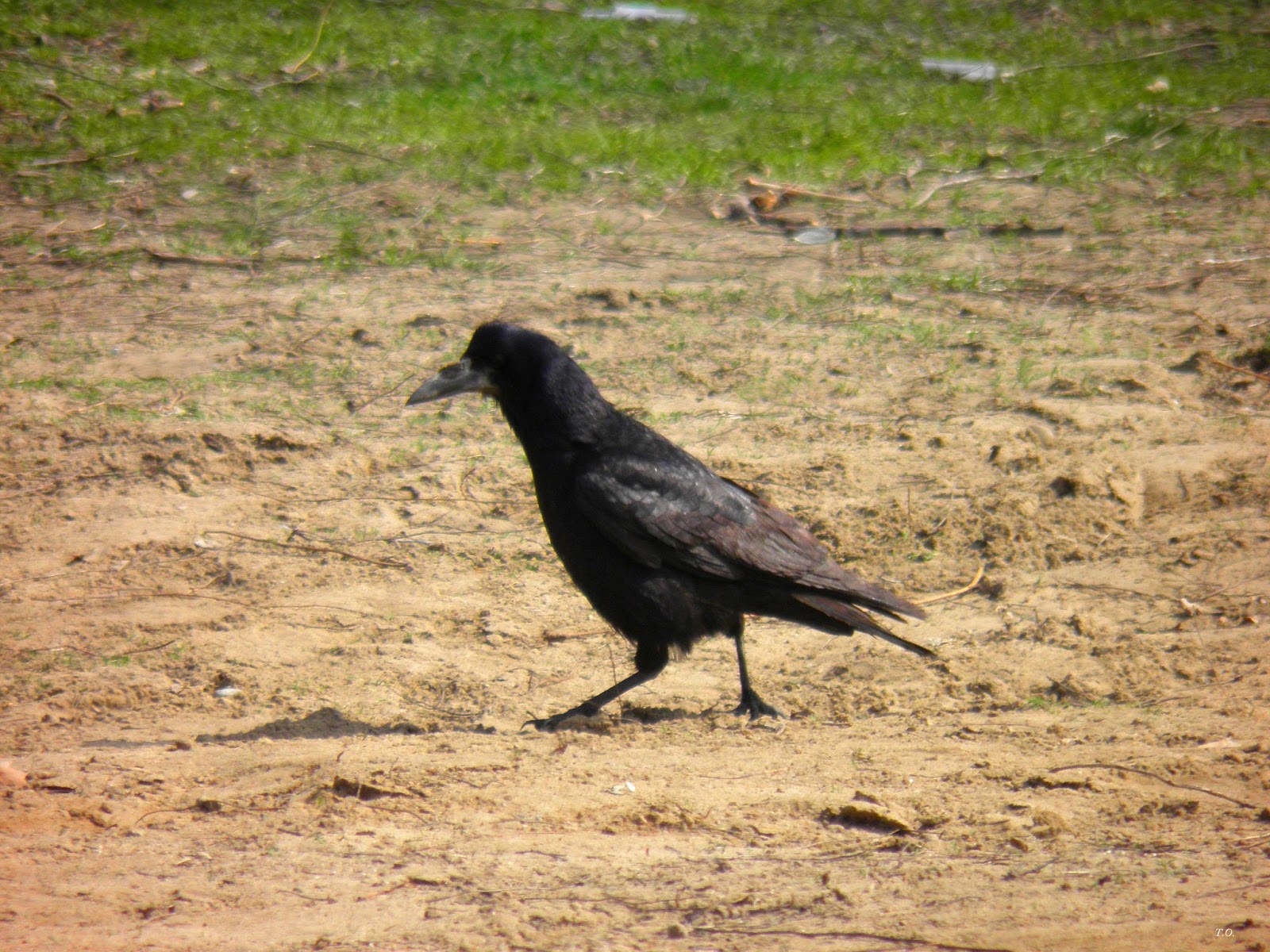 PASARI DIN ROMANIA: CIOARA DE SEMANATURA, Corvus frugilegus