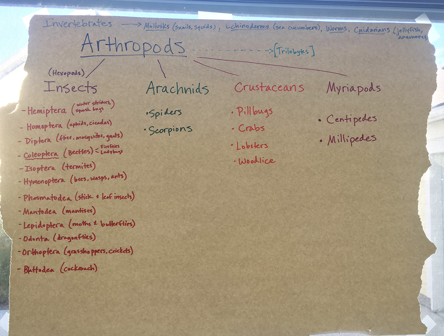 A school of fish: Insect Unit Schedule and Lesson Plan