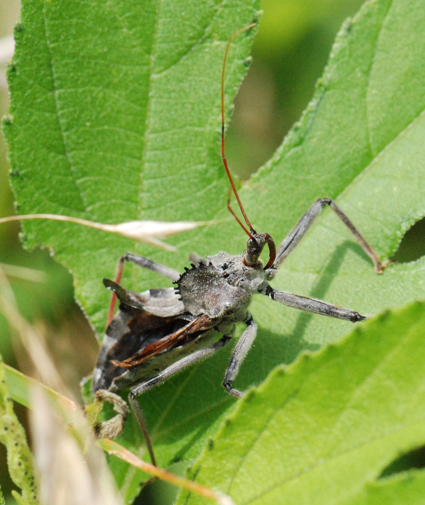 Gaia Garden: Walkabout Treasures: Beauty in the Beast(s) - Part 4