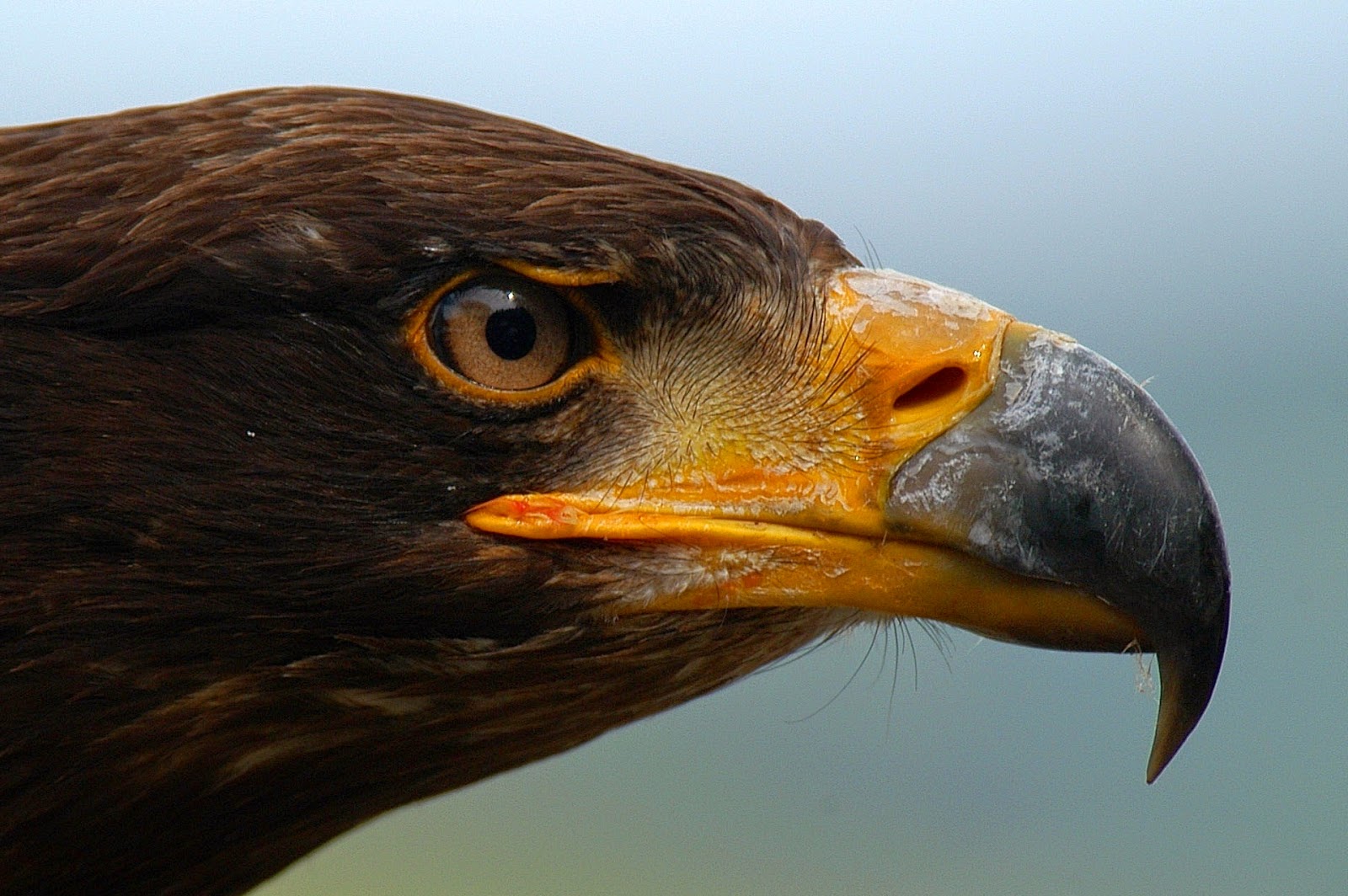Extracurricular Activities: Building an eagle head hiking staff.